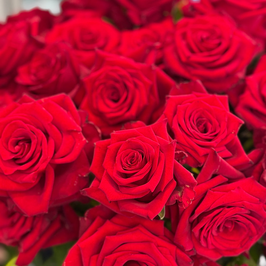 Bouquet of Dozen Red Roses | The Tamar Valley Rose Shop – TAMAR VALLEY ...