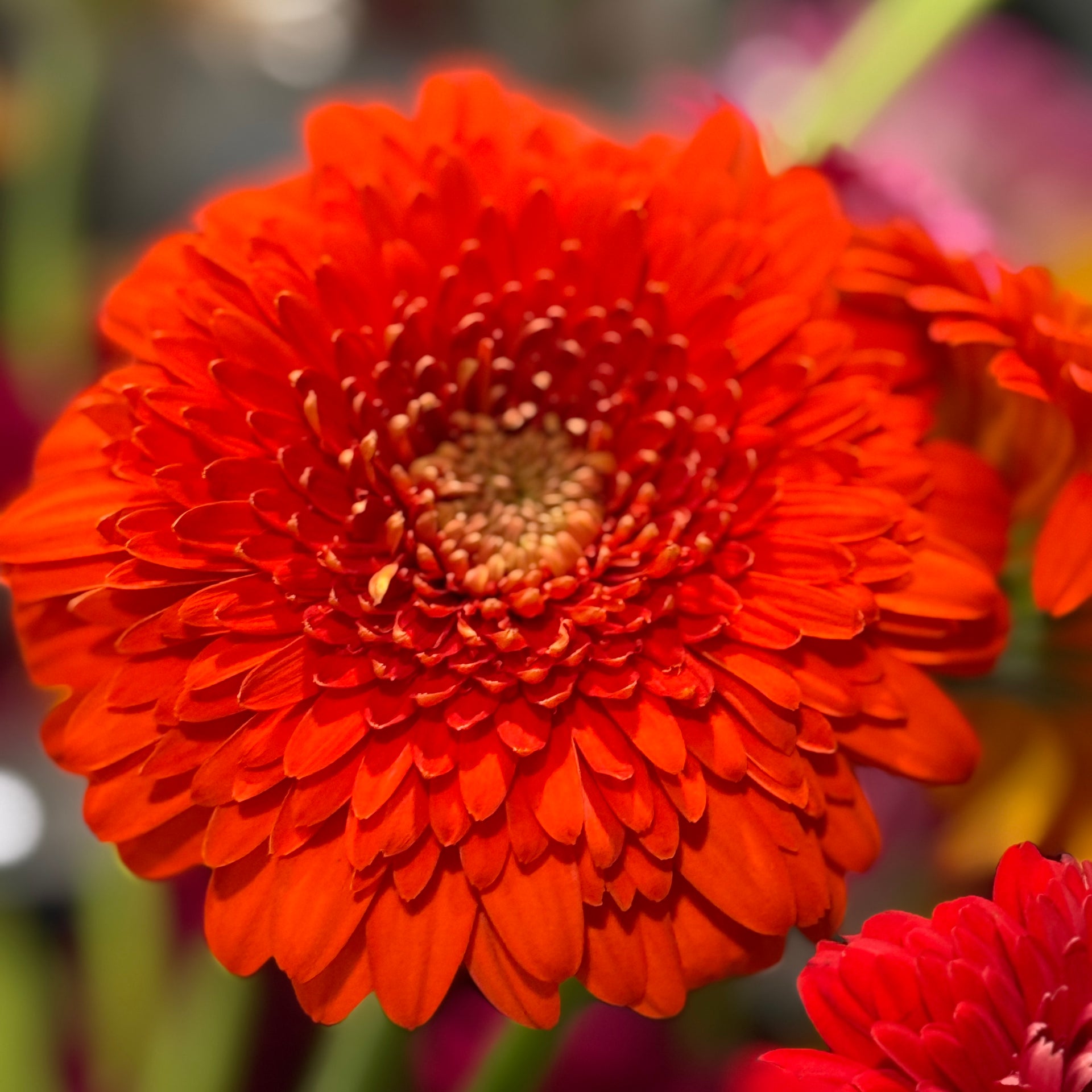 Cut Flower Bunch | Pomponi Gerberas | The Tamar Valley Rose Shop ...