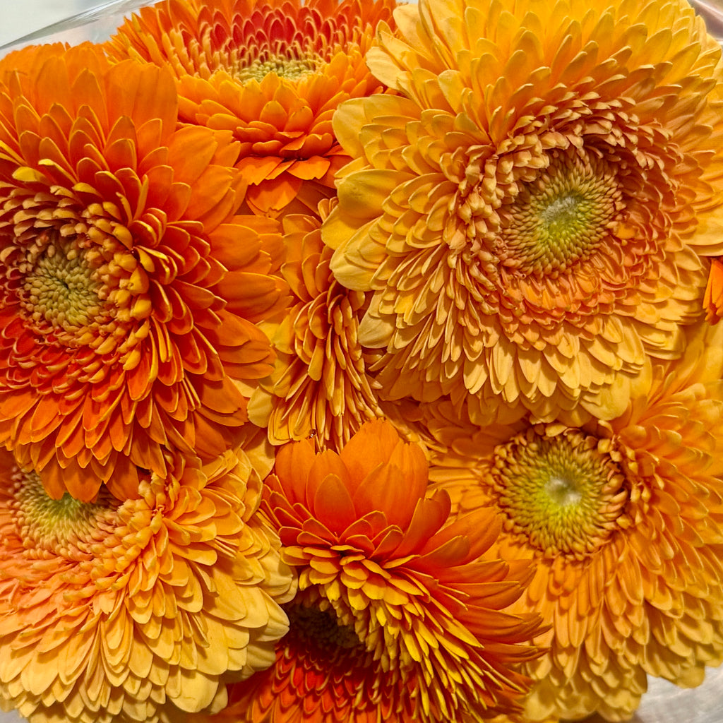 Cut Flower Bunch | Pomponi Gerberas | The Tamar Valley Rose Shop ...