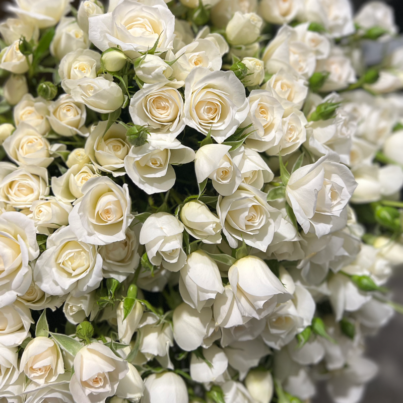 Bouquet of Premium Spray Roses | The Tamar Valley Rose Shop – TAMAR ...